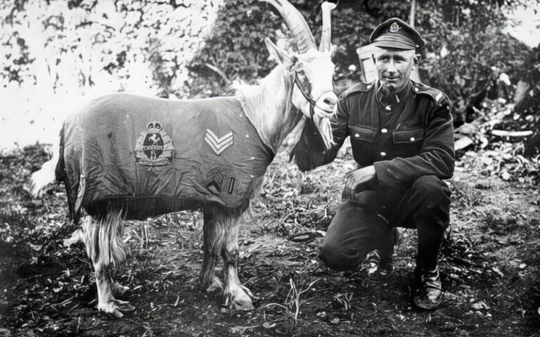 Sergeant Bill: WWI War Goat and Hero - Goat Journal